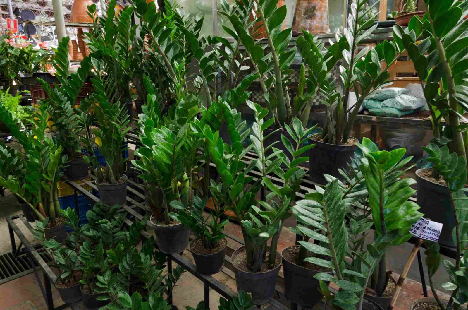 Indoor House Plants for Beginners - Plants Spark Joy