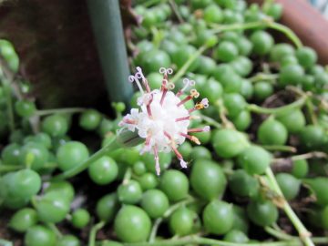 String of Pearls: Growing, Propagation and Caring Guide - Plants Spark Joy