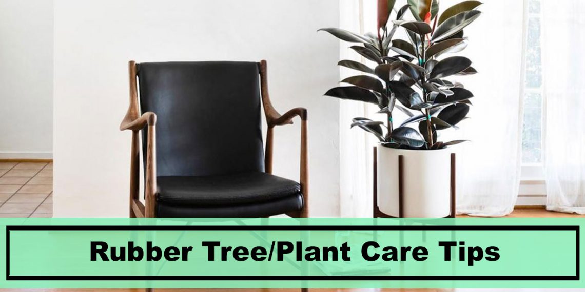 Rubber Tree Plant Growing Tips for 2021 - Plants Spark Joy