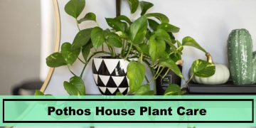 Pothos Plant Care: The Ultimate Tips for 2021 - Plants Spark Joy