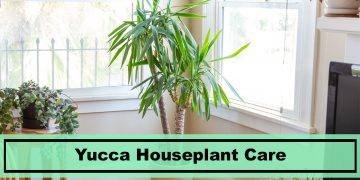 Yucca Plant Care Guide for 2021 - Plants Spark Joy