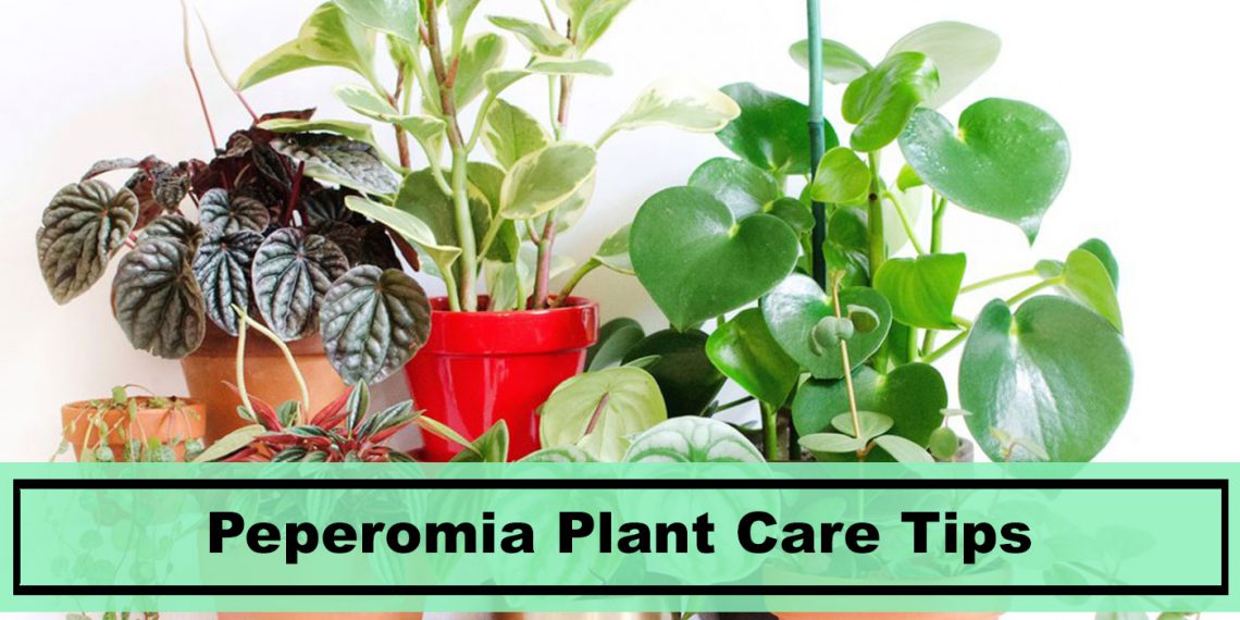 Peperomia Plant Guide - Learn To Take Care Peperomia Houseplants ...