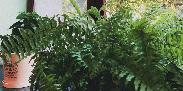 Growing Ferns Indoors - Planting and Caring Guide - Plants Spark Joy