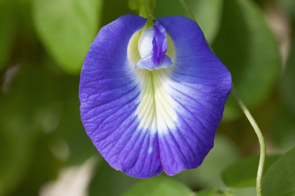This Flower Gives Food A Beautiful Hue of Blue - Plants Spark Joy