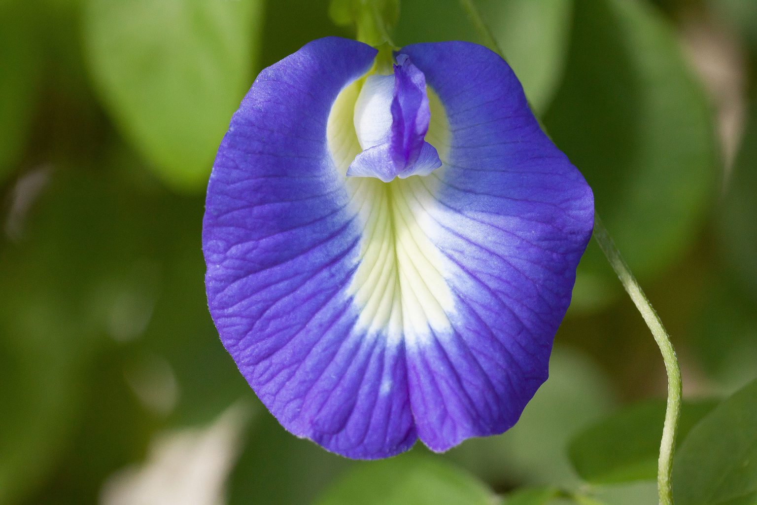 This Flower Gives Food A Beautiful Hue of Blue - Plants Spark Joy