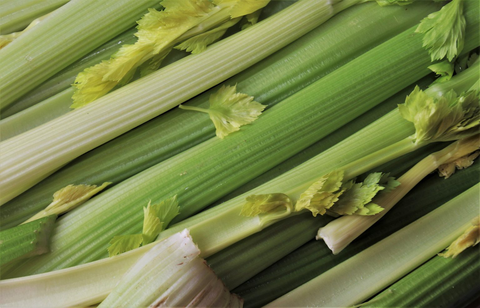 Regrow Celery at Home from Scraps - Plants Spark Joy
