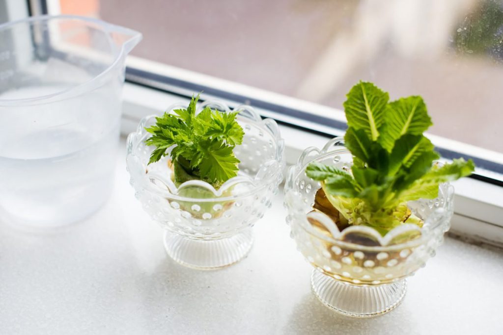 Regrow Celery at Home from Scraps - Plants Spark Joy