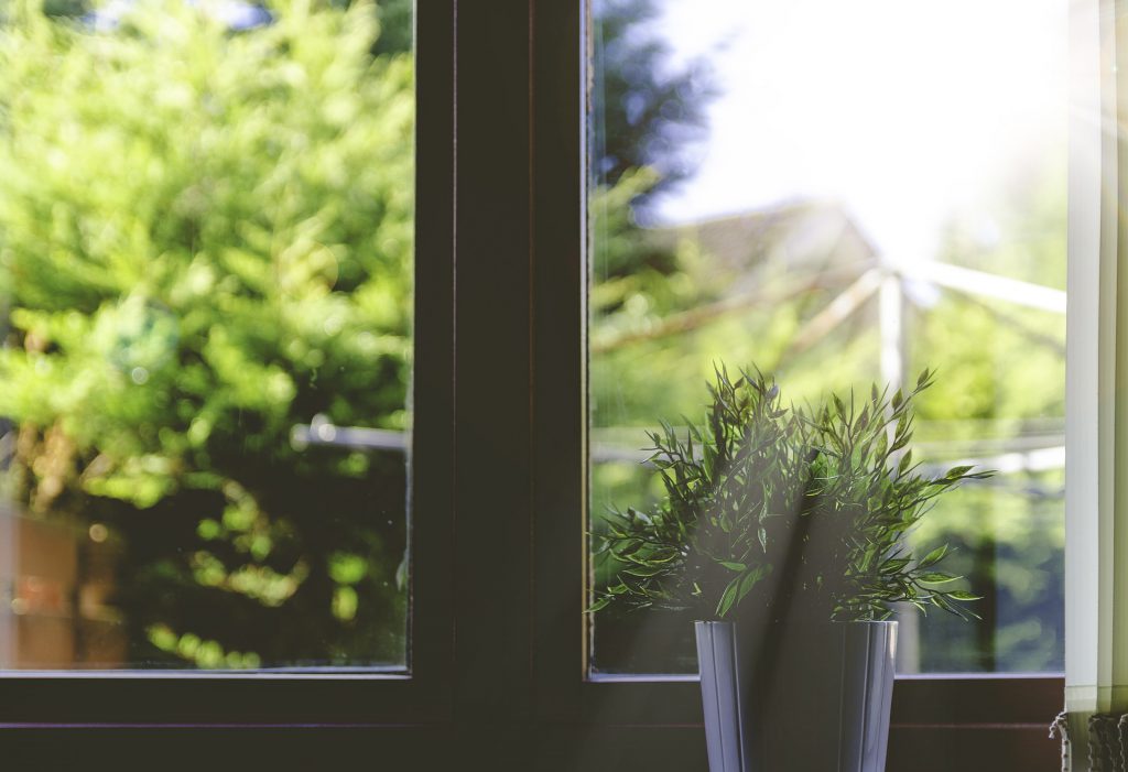 Regrow Celery at Home from Scraps - Plants Spark Joy