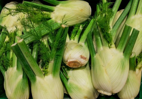 Regrow Celery at Home from Scraps - Plants Spark Joy