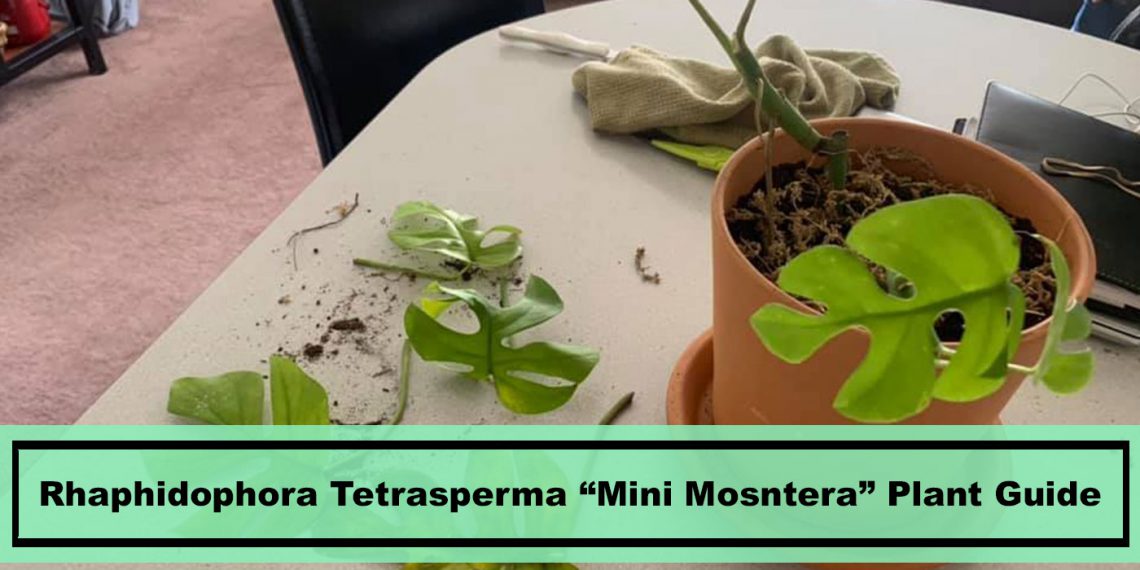 Rhaphidophora tetrasperma "Mini Monstera" Care and Maintenance Top ...