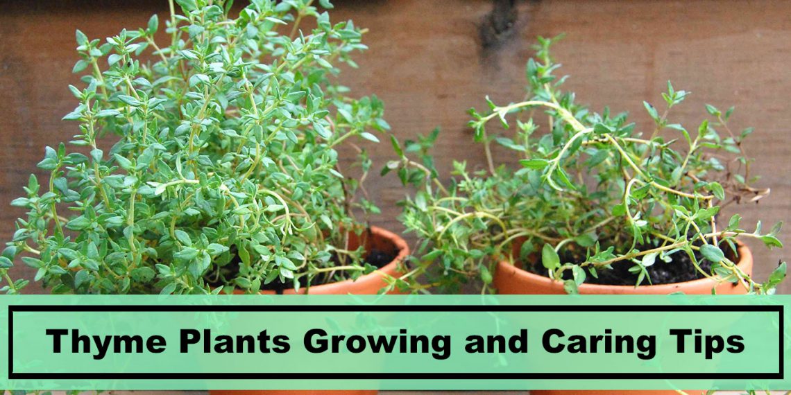 Thyme Plant (Thymus vulgaris) - Growing At Home Tips and Care - Plants ...
