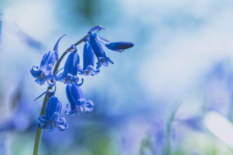 Best Flowers For Spring: Garden Care Guide and Tips - Plants Spark Joy