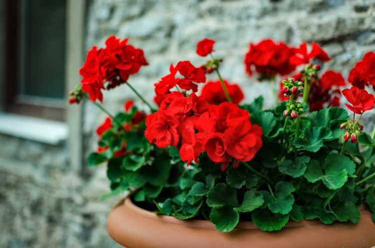 Best Flowers For Spring: Garden Care Guide and Tips - Plants Spark Joy