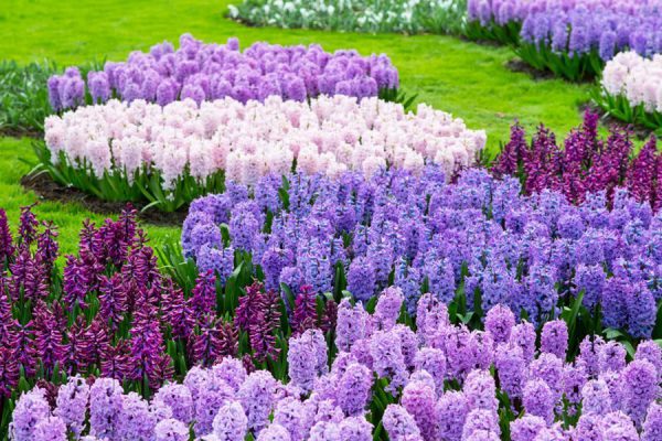 Best Flowers For Spring: Garden Care Guide and Tips - Plants Spark Joy