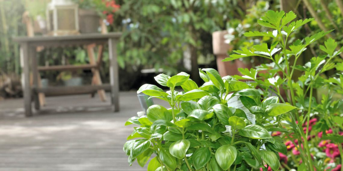 How To Prune Basil: A Beginner's Guide With Best Tips and Tricks ...