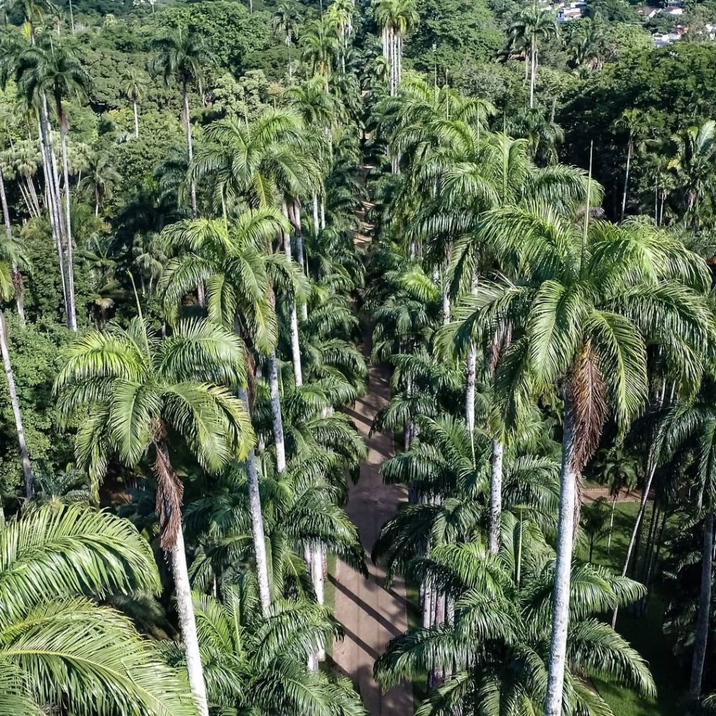 Jardim Botânico: The Peaceful Botanical Garden in Rio De Janeiro ...