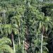 Jardim Botânico: The Peaceful Botanical Garden in Rio De Janeiro ...