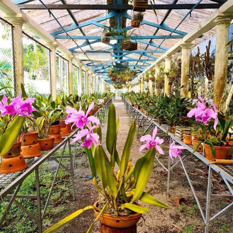 Jardim Botânico: The Peaceful Botanical Garden in Rio De Janeiro ...