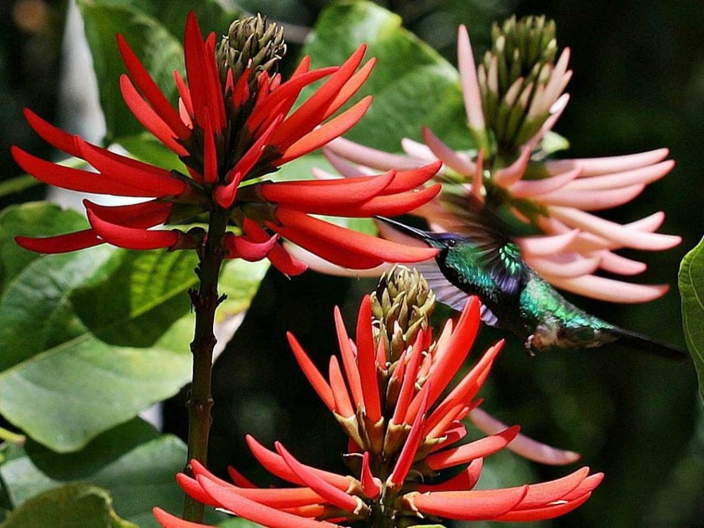 Jardim Botânico: The Peaceful Botanical Garden in Rio De Janeiro ...