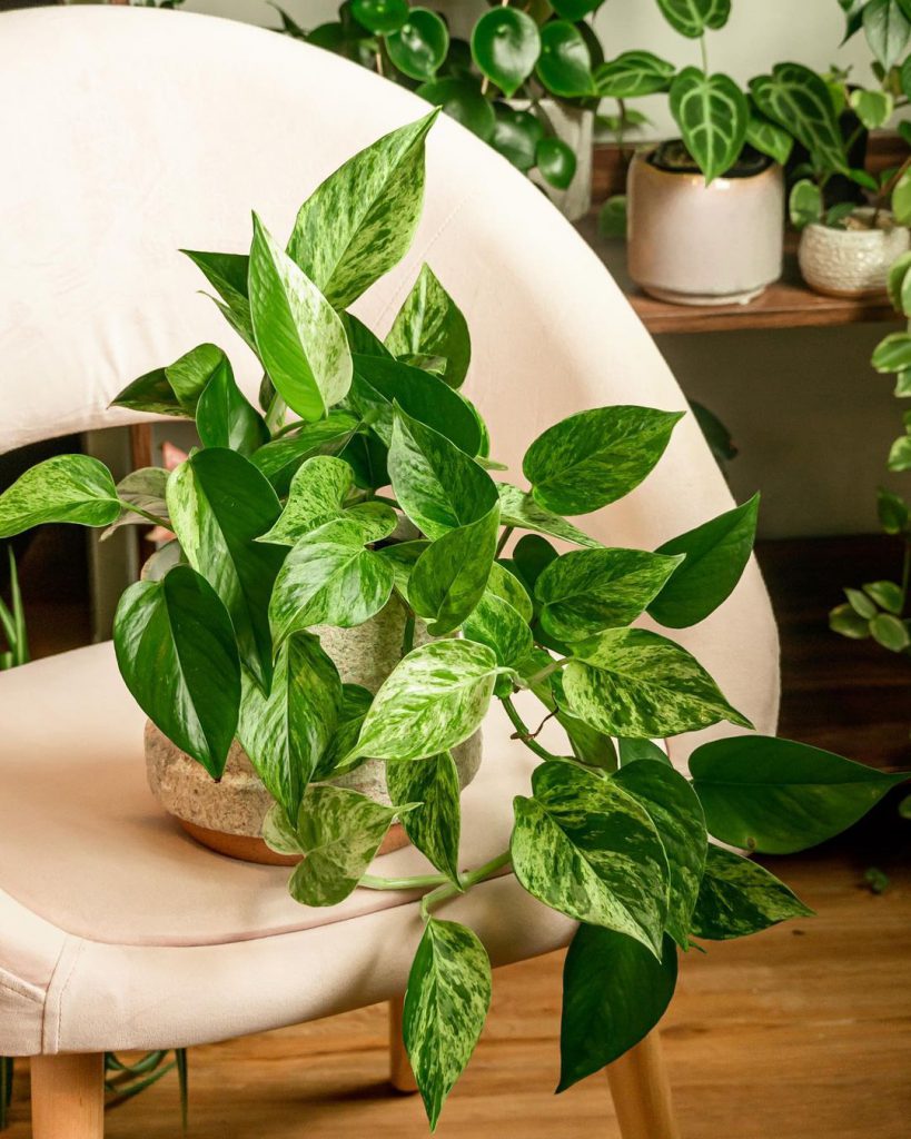 Best Houseplants and Flowers that Match Your Zodiac Sign - Plants Spark Joy
