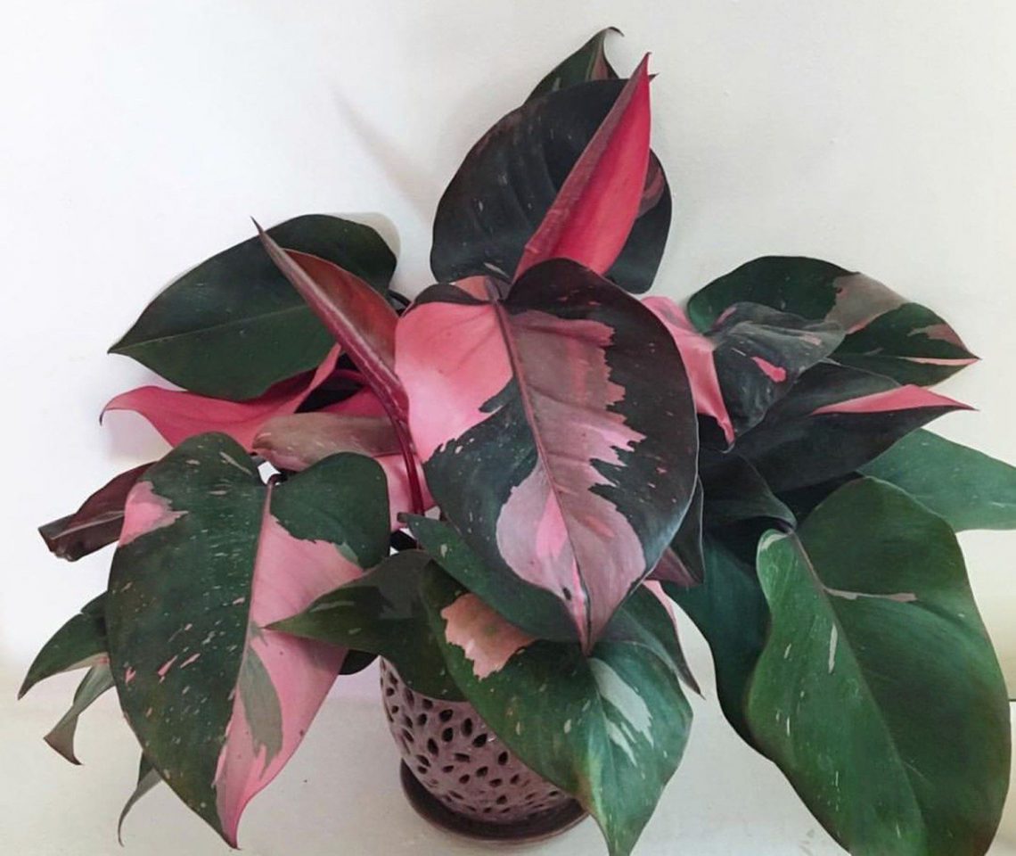 7 Most Expensive and Rare Philodendron Varieties - Plants Spark Joy