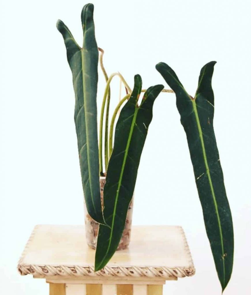 7 Most Expensive and Rare Philodendron Varieties - Plants Spark Joy