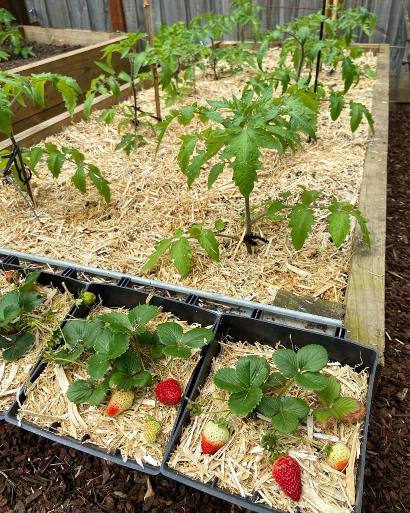 9 Ways Sawdust Can Be Used At Home & In The Garden - Plants Spark Joy