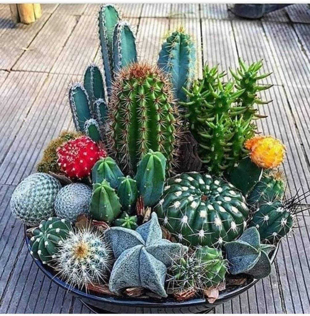 Perfect Combination: Houseplants That Can Be Planted Together and ...