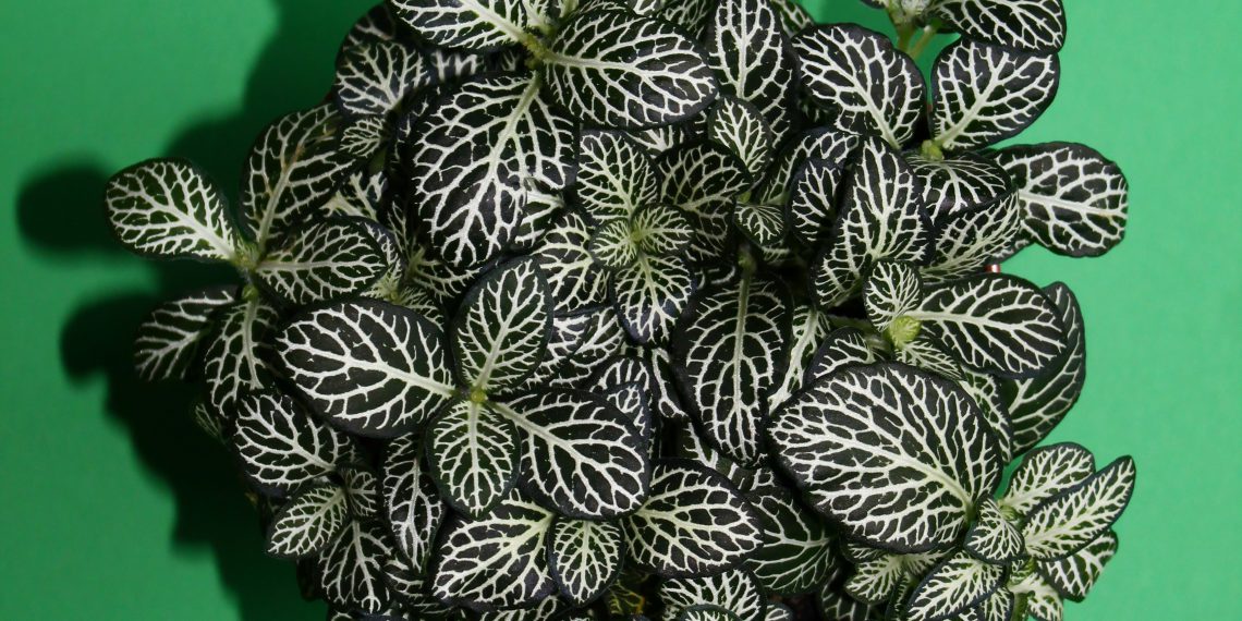 Nerve Plant Care: Tips and Guide to Better Care - Plants Spark Joy