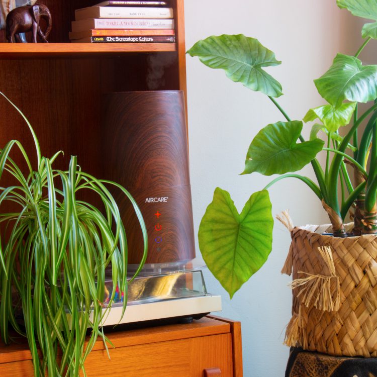 AIRCARE Humidifier - Perfect for your Urban Jungle - Plants Spark Joy