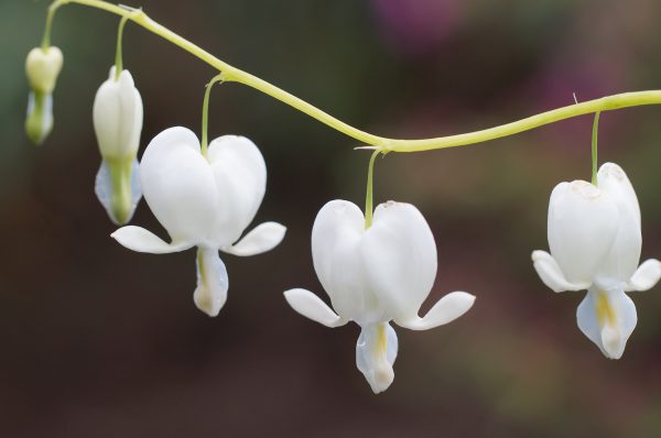 Bleeding Heart Plant - Growing and Caring Pro Tips - Plants Spark Joy