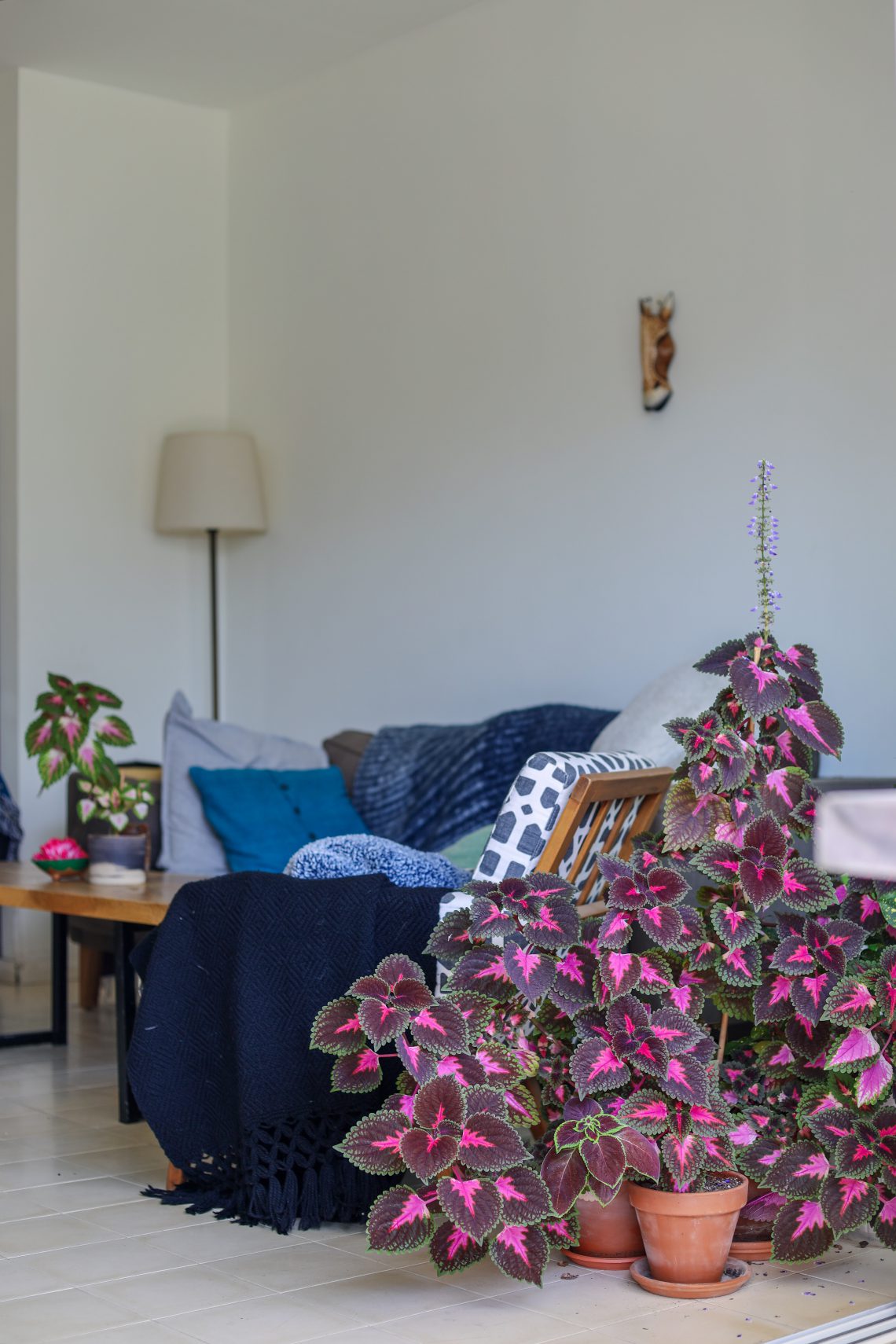 Coleus Plants - Growing and Caring Tips - Plants Spark Joy