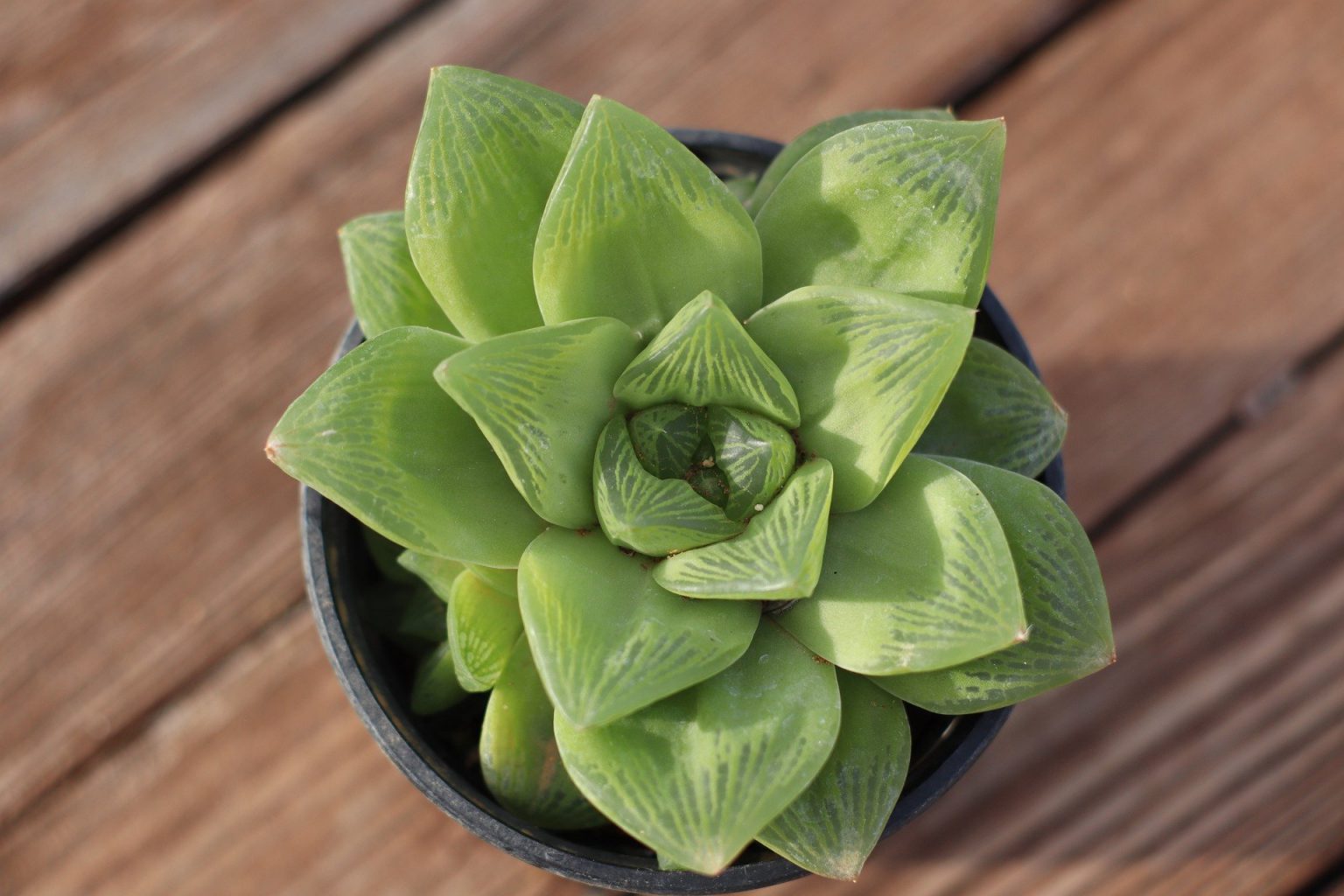 Haworthia Plants Growth and Care Guide - Plants Spark Joy