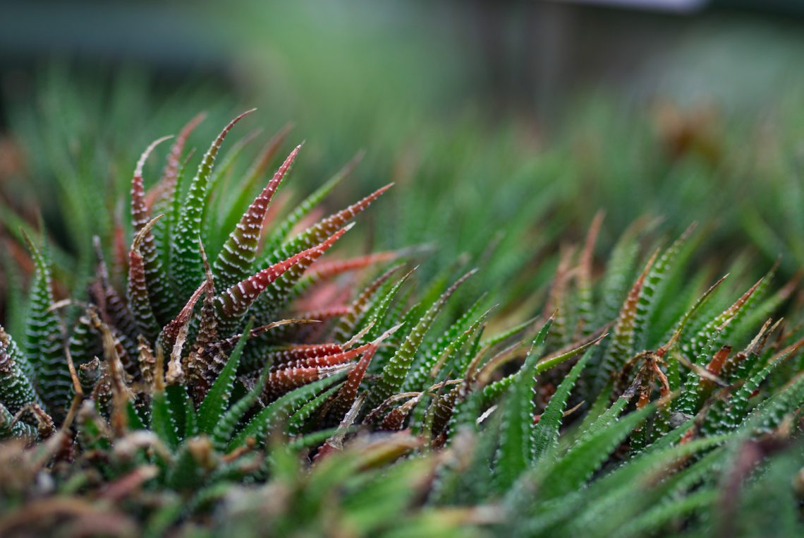 Haworthia Plants Growth and Care Guide - Plants Spark Joy
