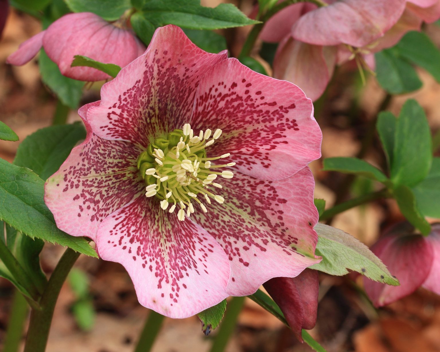 Hellebore Flowers - Growing and Caring Guide Plant Tips - Plants Spark Joy