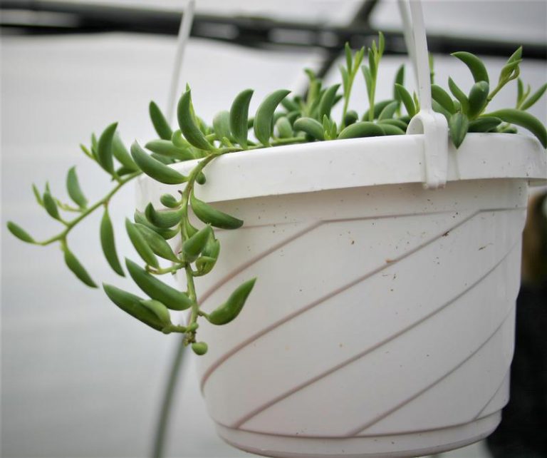 String of Bananas - Succulent Houseplant Guide and Caring Tips - Plants ...