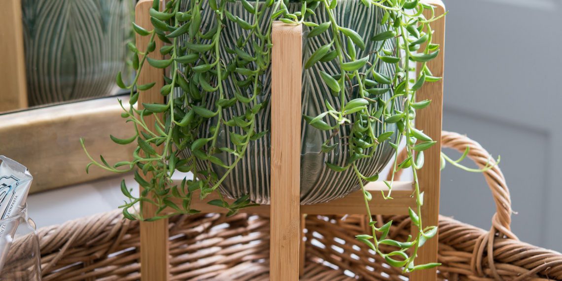 String of Bananas - Succulent Houseplant Guide and Caring Tips - Plants ...