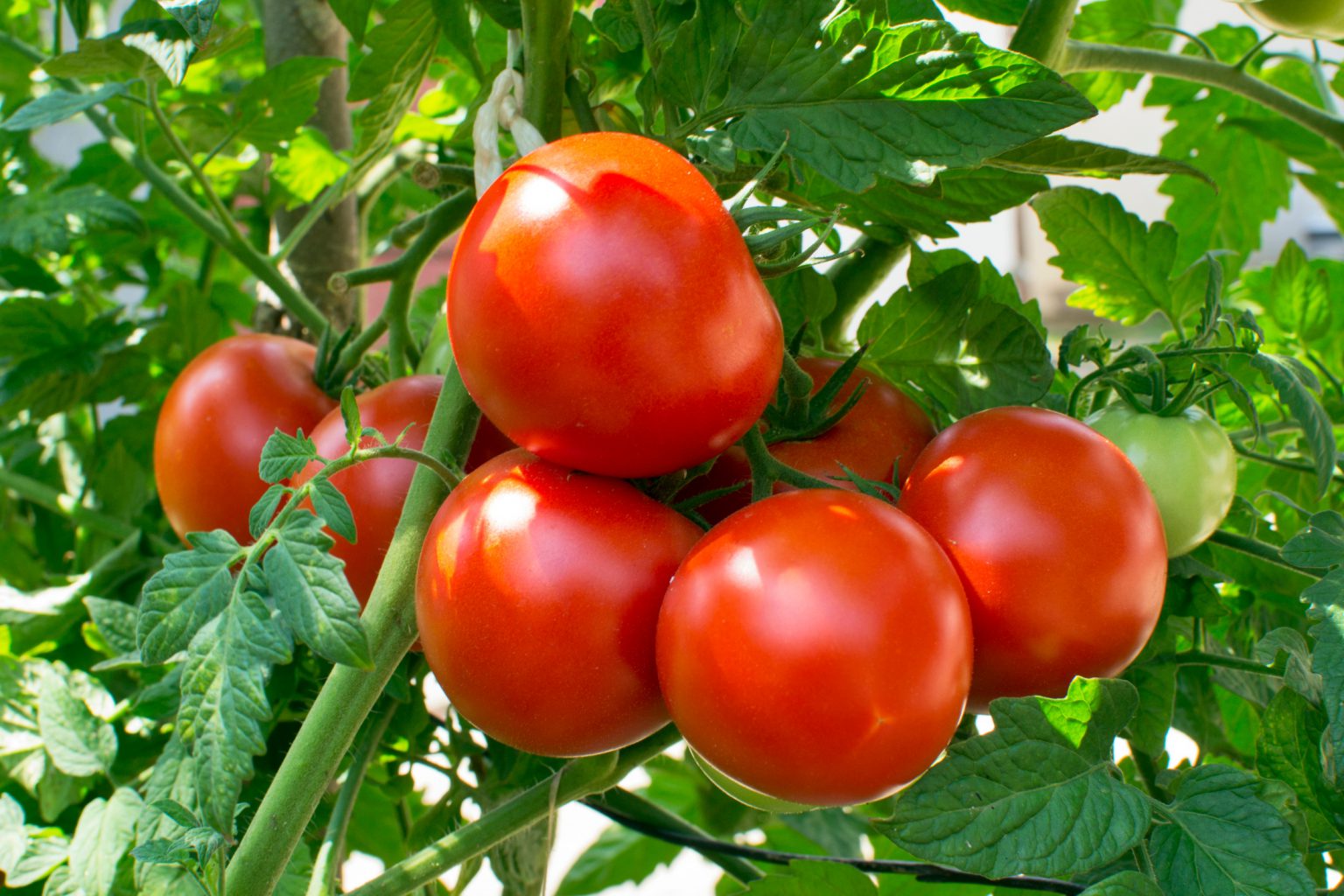 12 Popular Summer Vegetables You can Grow in the Season - Plants Spark Joy