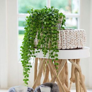 String of Nickels (Dischidia Nummularia) - Houseplant Growing Guide and ...