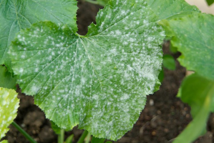Powdery Mildew - Everything You Need To Know - Plants Spark Joy