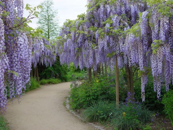 Wisteria Tree - Growing and Planting Tips - Plants Spark Joy