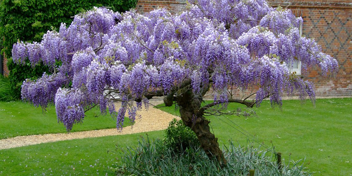 Wisteria Tree - Growing and Planting Tips - Plants Spark Joy