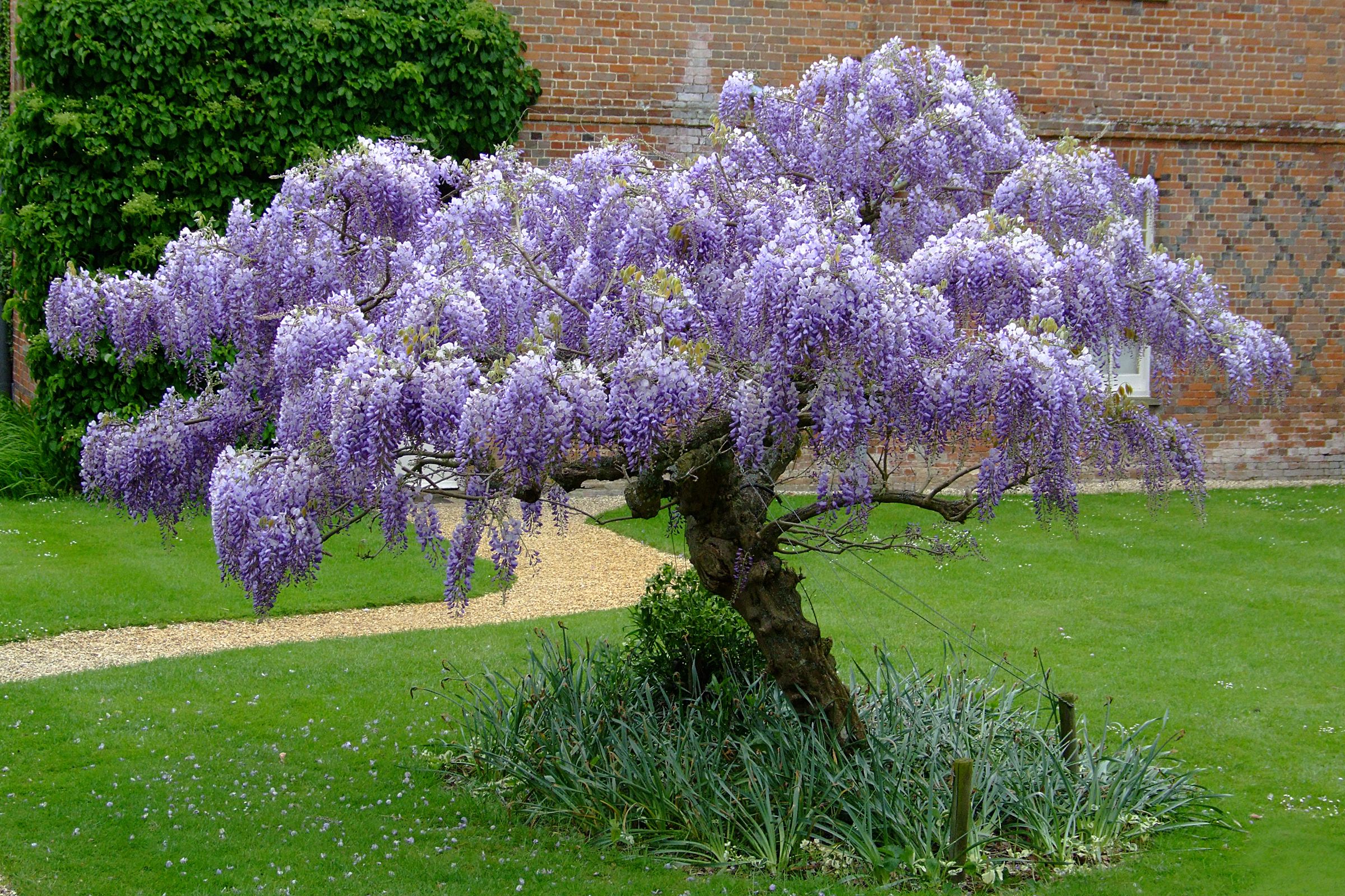 Wisteria Tree Growing And Planting Tips Plants Spark Joy