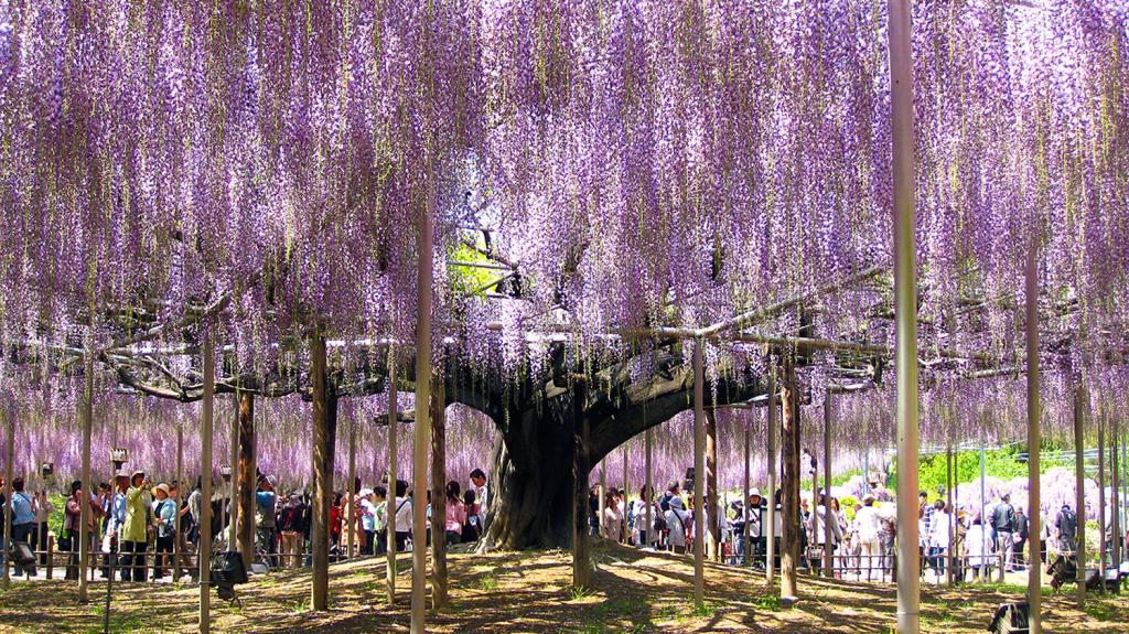 Wisteria Tree - Growing and Planting Tips - Plants Spark Joy