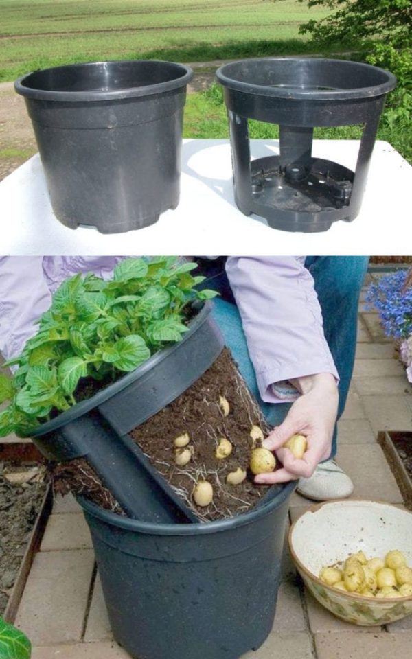 Growing Potatoes - Everything You Need to Know for Planting and Caring ...