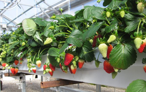 Growing Strawberries - Helpful Tips and Caring Guides - Plants Spark Joy