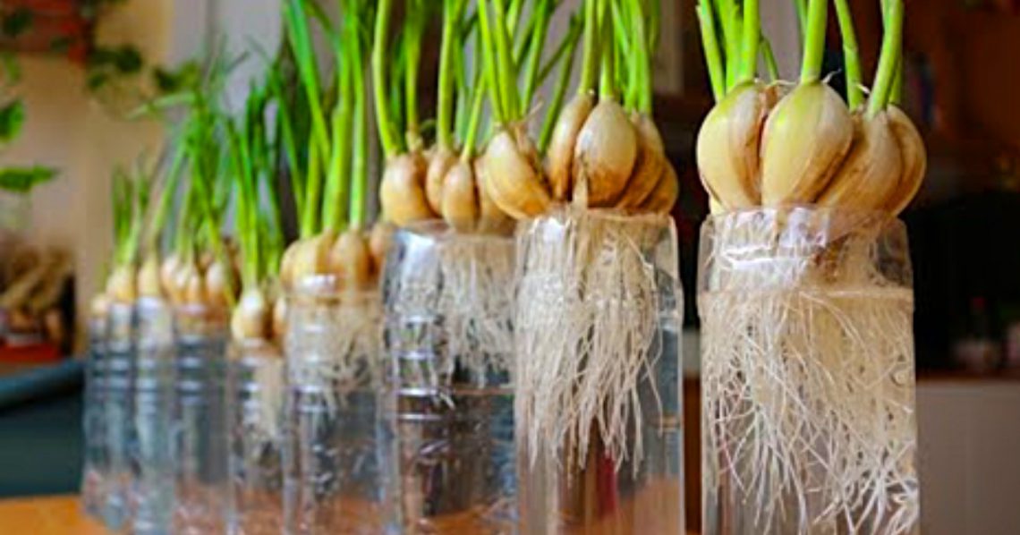 Growing Garlic - Overview Planting Tips and Benefits - Plants Spark Joy
