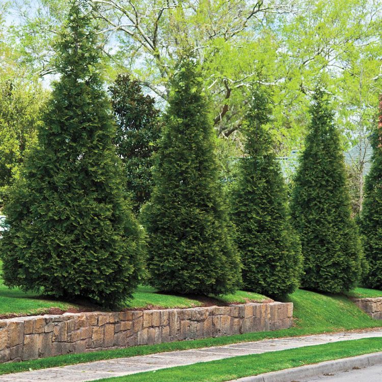 11 Best Fast Growing Trees for Privacy and Considerations when Choosing ...