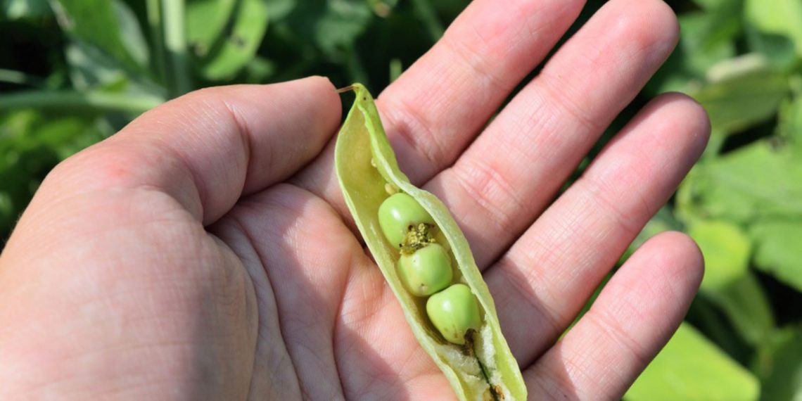 Most Common Pea Plant Problems and How to Solve Them - Plants Spark Joy