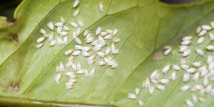 What Are The Whiteflies on your Plants and How to Get Rid of Them ...